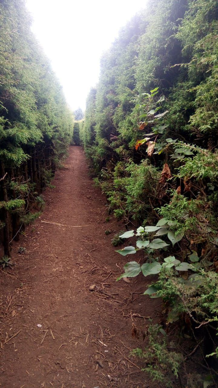 El Laberinto del Ajusco, un lugar para visitar en la CDMX | Noticias de ...