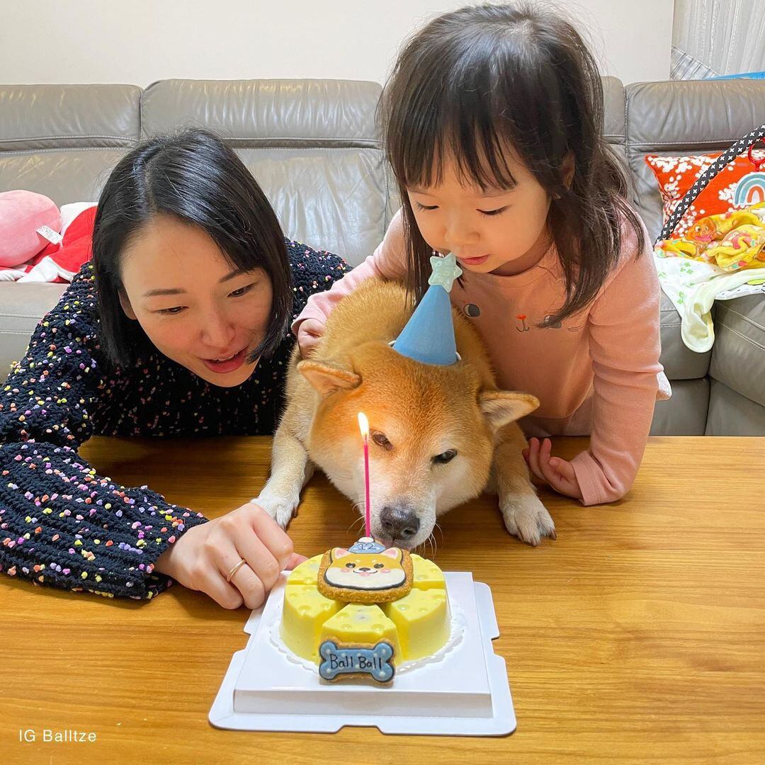 Así festejó Cheems, el perro de los memes, su cumpleaños número 12 ...