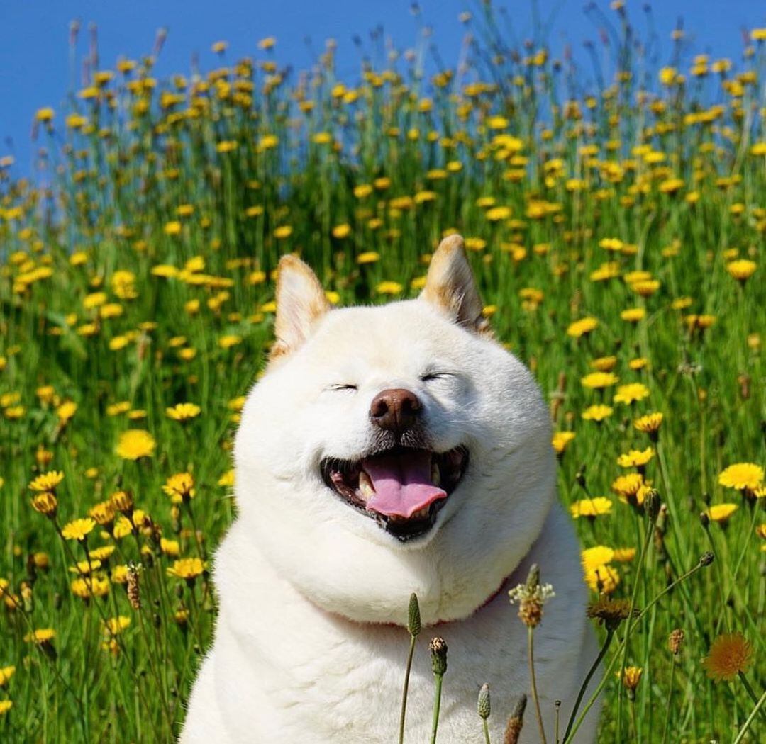 Así festejó Cheems, el perro de los memes, su cumpleaños número 12 ...