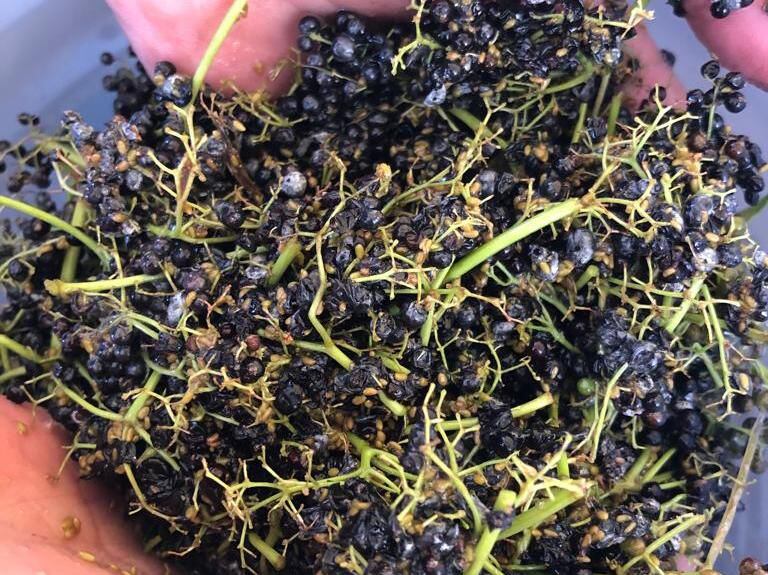 Sonora: Elaboran manjares con la uva de tápiro, una tradición que se ha ...