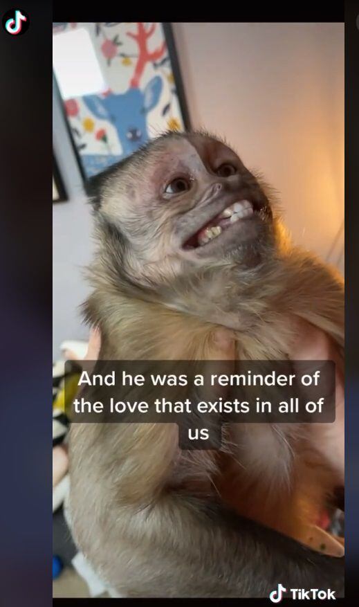Muere “Georgie Boy”, el mono que saltó a la fama en TikTok | Noticias ...