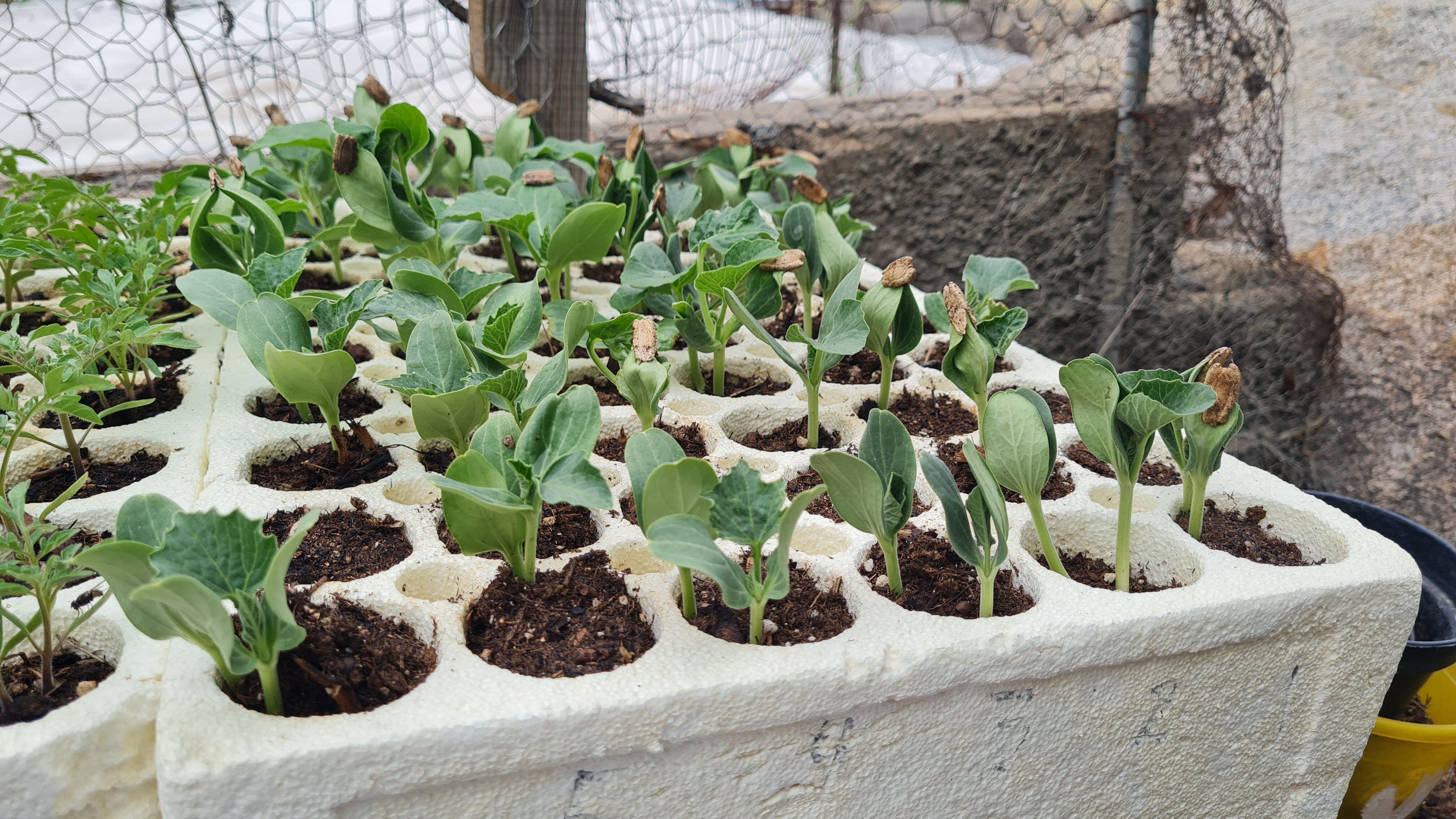 Hermosillo: María Ema saca provecho a los bules de una forma colorida ...