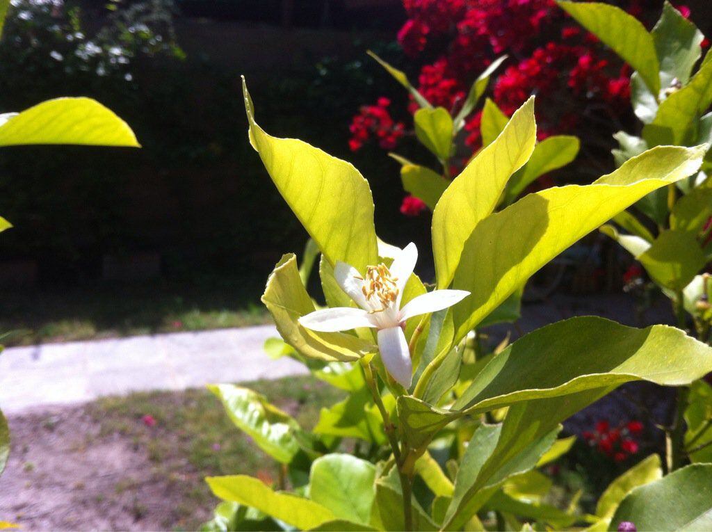 Infusión natural de flor de azahar: Un remedio relajante para la gripe ...