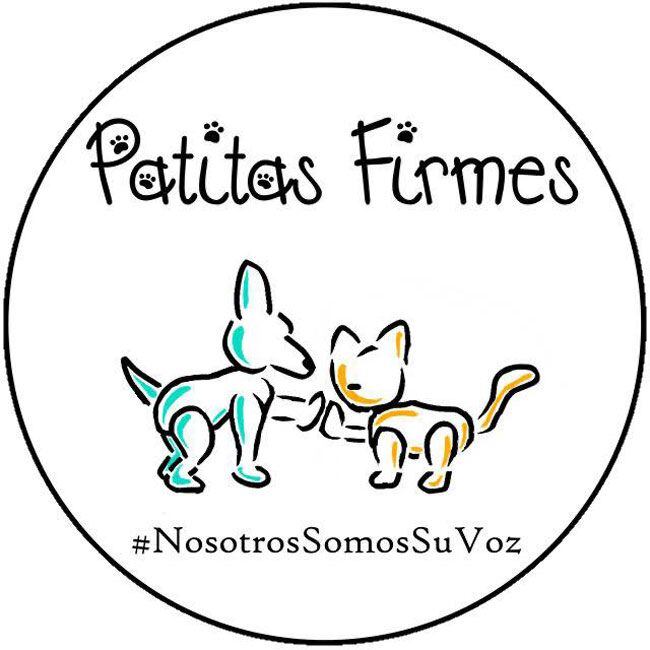 ‘Patitas firmes’ solicita apoyo para continuar su labor en Tijuana ...