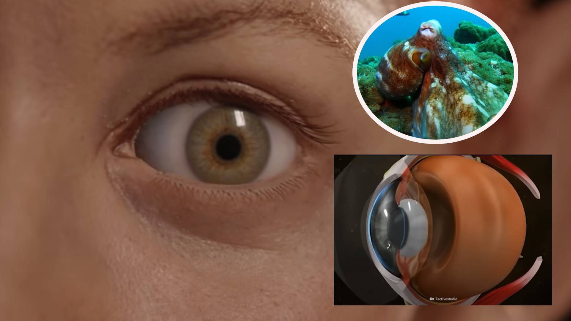 Conoce por qué este es el cuerpo humano perfecto, según la ciencia ...