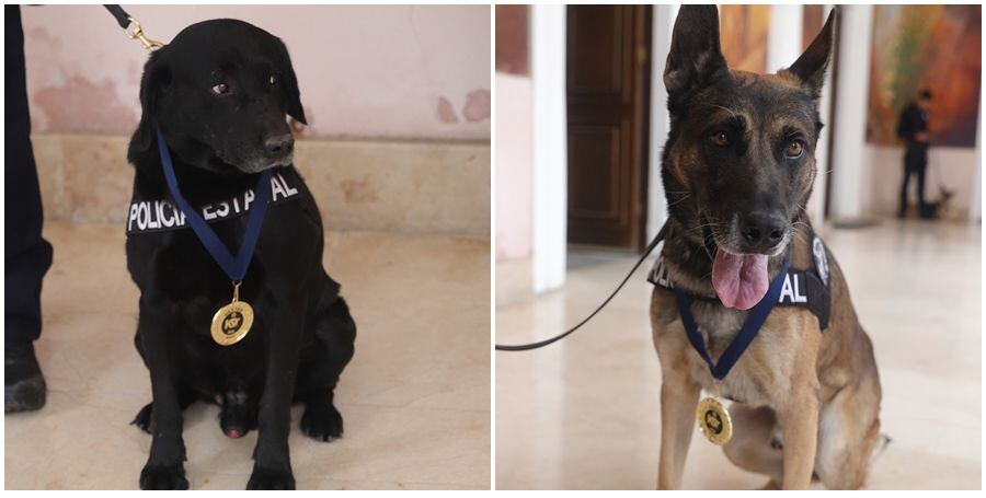 ¡Misión cumplida! Cuatro elementos K9 de la PESP Sonora se jubilan y ...